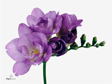 Freesia