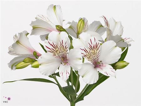 Alstroemeria