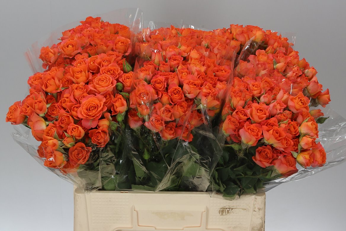 rosa tros rosa tr 4 good peach plus plus bevestigen