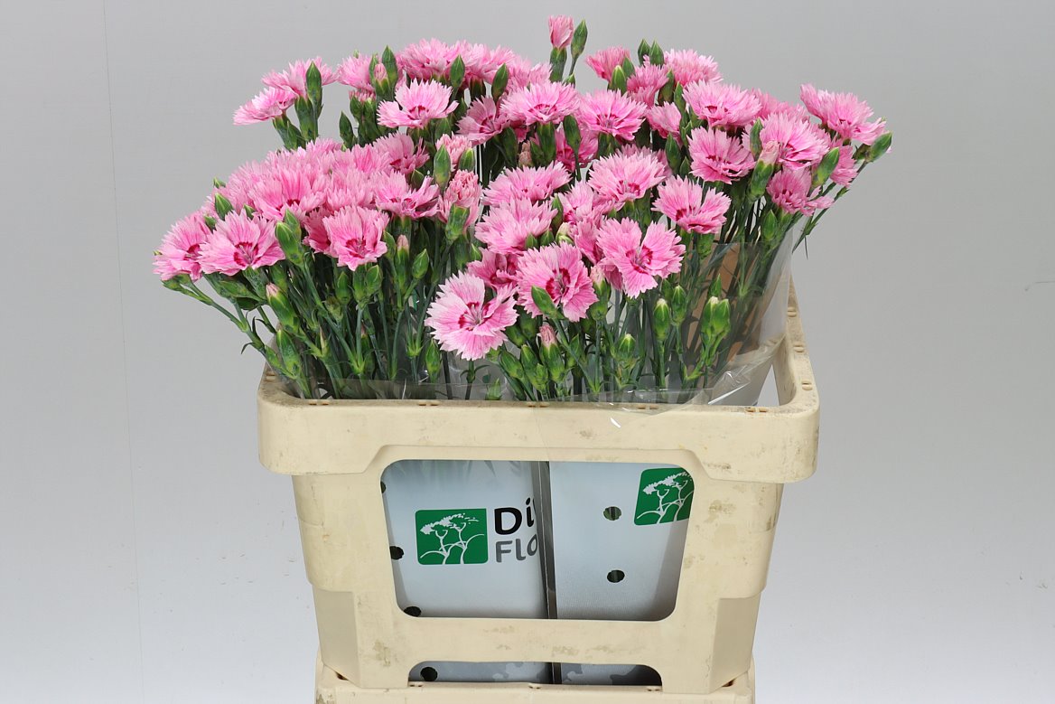 Carnations & Spray Cars